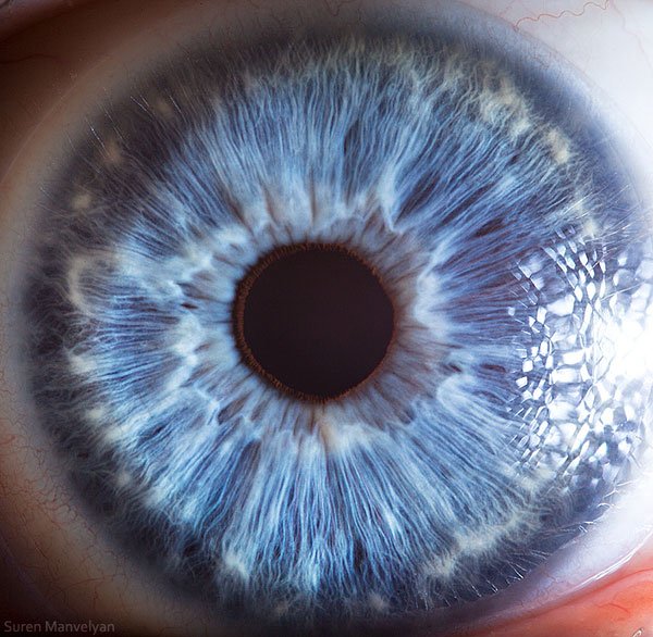 Award Winning Macro Photography Of Animals And Human Eye