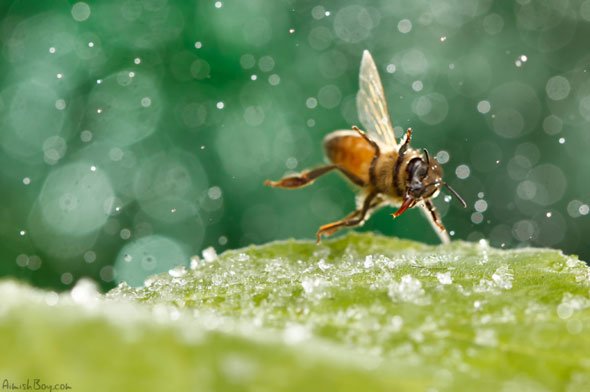 Miniature Wonderland - Creative Macro Photography Inspiration