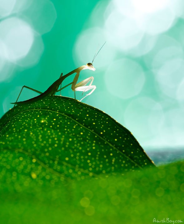 Miniature Wonderland - Creative Macro Photography Inspiration