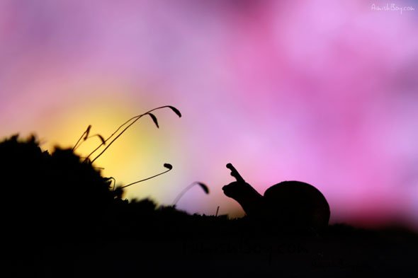 Miniature Wonderland - Creative Macro Photography Inspiration