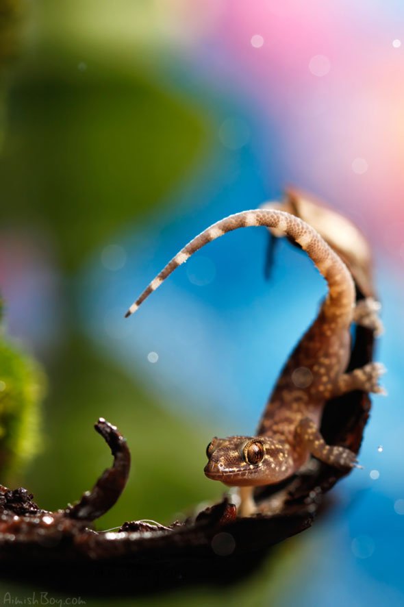 Miniature Wonderland - Creative Macro Photography Inspiration