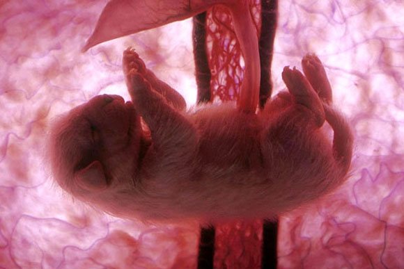 Extraordinary Life of Cute Animals in the Womb Photography