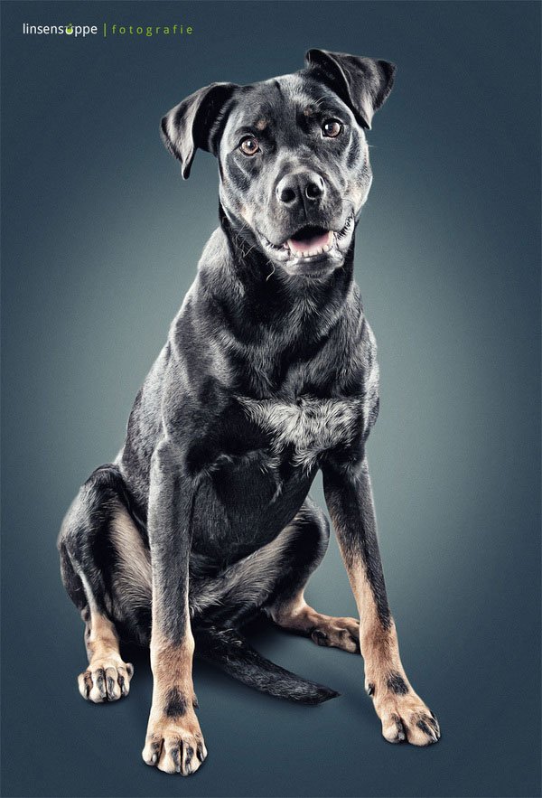 Portraits of Attitude Dogs - HD Photography Inspiration