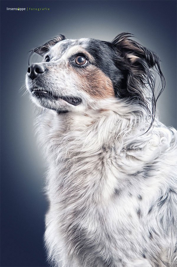 Portraits of Attitude Dogs - HD Photography Inspiration