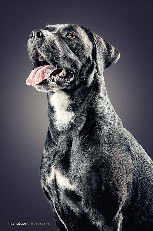 Portraits of Attitude Dogs - HD Photography Inspiration