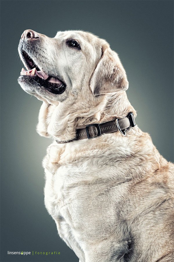 Portraits of Attitude Dogs - HD Photography Inspiration