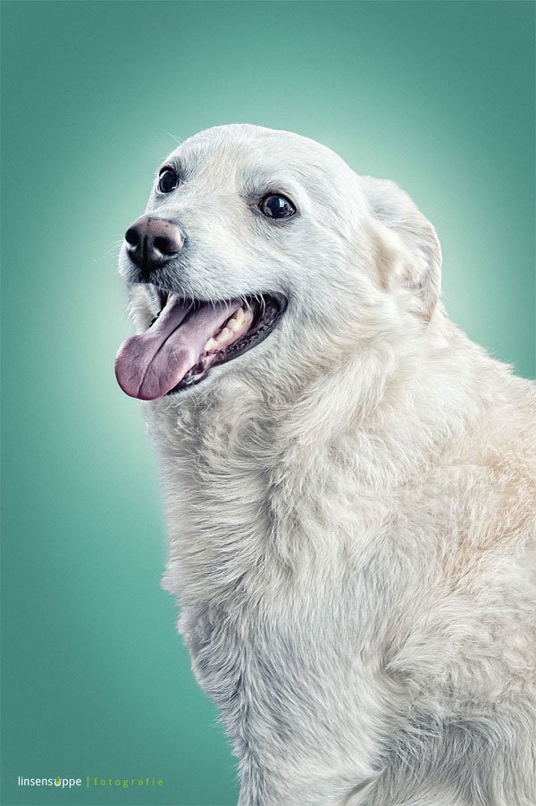 Portraits of Attitude Dogs - HD Photography Inspiration