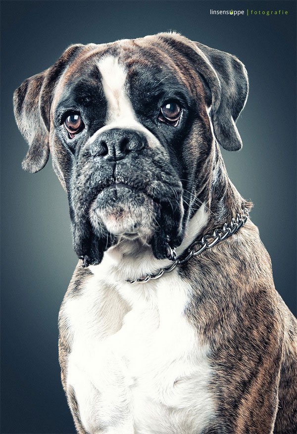 Portraits of Attitude Dogs - HD Photography Inspiration