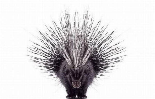 25 Epic Portraits of Wildlife Animals