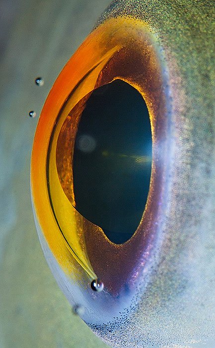 Award Winning Macro Photography of Animals and Human Eye