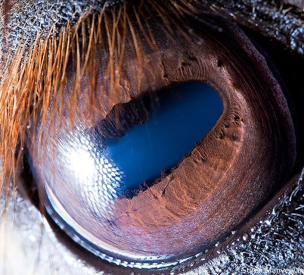 Award Winning Macro Photography of Animals and Human Eye