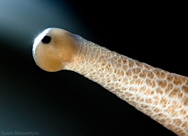 Award Winning Macro Photography of Animals and Human Eye