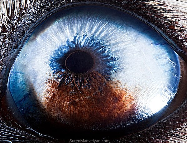 Award Winning Macro Photography of Animals and Human Eye
