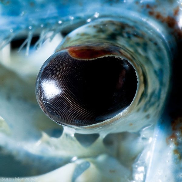Award Winning Macro Photography of Animals and Human Eye