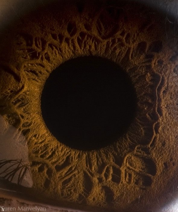 Award Winning Macro Photography of Animals and Human Eye