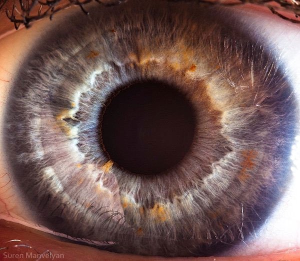Award Winning Macro Photography of Animals and Human Eye