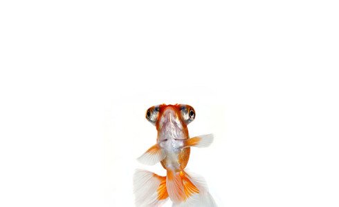 Extraordinary Photography Project: The Animal Book by Ernest Goh