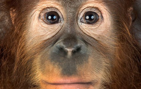 Extraordinary Photography Project: The Animal Book by Ernest Goh