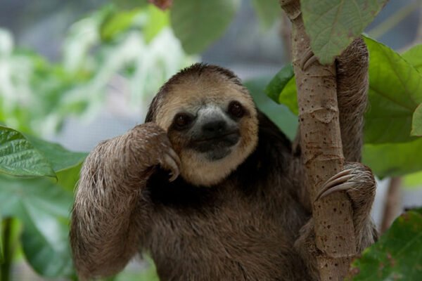 Woman who Saved and Living with 200 Sloth [Cuteness Overload]
