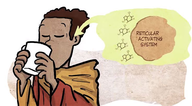 How Coffee Affects Your Brain - A Videographic for Coffee Lovers