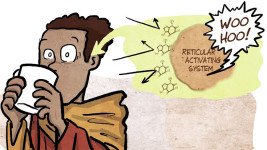 How Coffee Affects Your Brain - A Videographic for Coffee Lovers