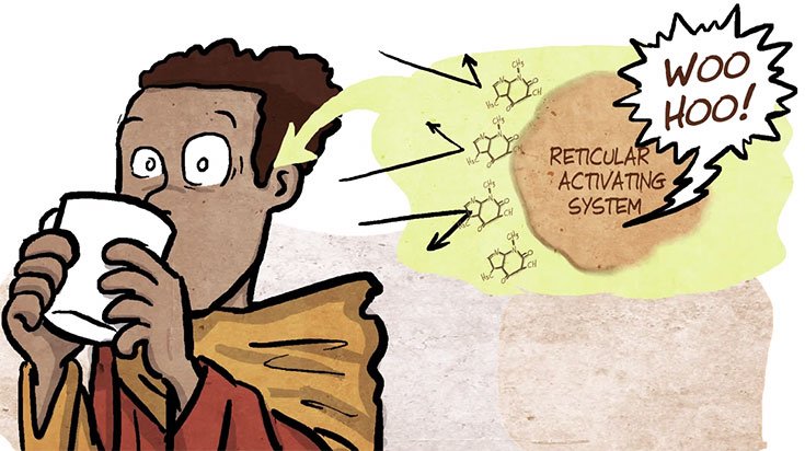 How Coffee Affects Your Brain - A Videographic for Coffee Lovers