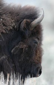 Random Wildlife Photography Collection for daily inspiration