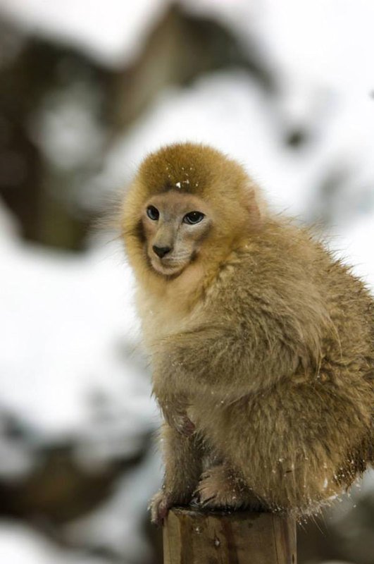 Hybrid Art: Cute Animal Kingdom into Vegetables and Fruits